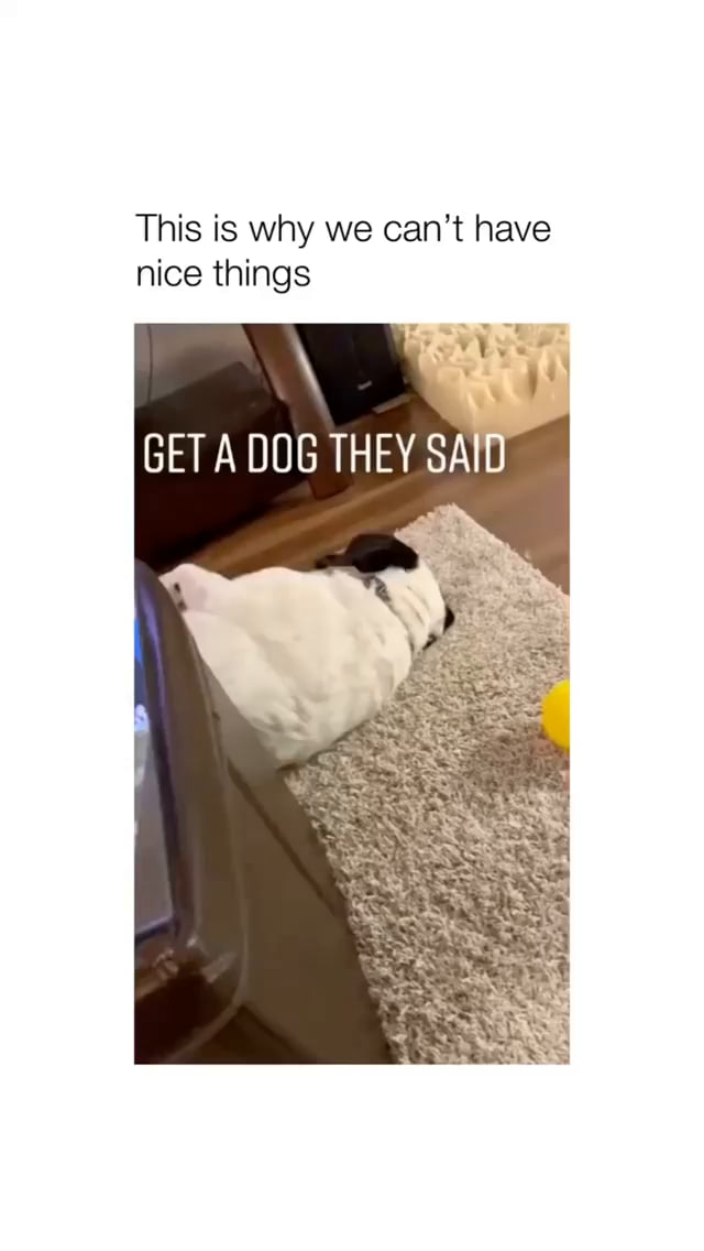 Get a dog they said!! - 9GAG