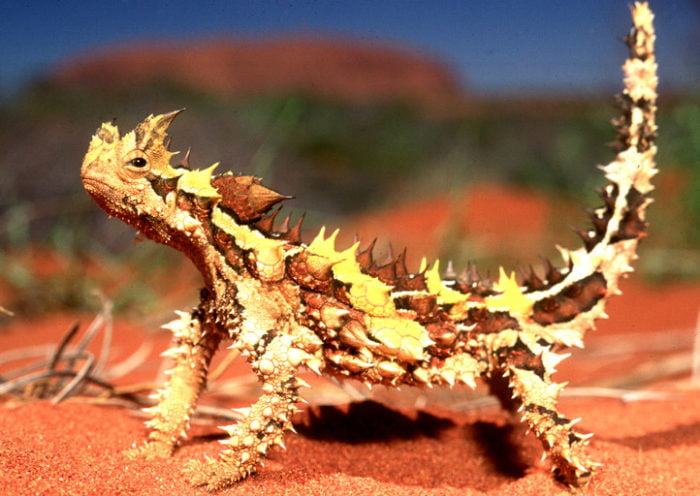 The thorny devil, aka thorny lizard, thorny dragon, or Moloch, is a ...