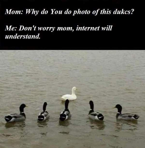 Ducks - 9GAG