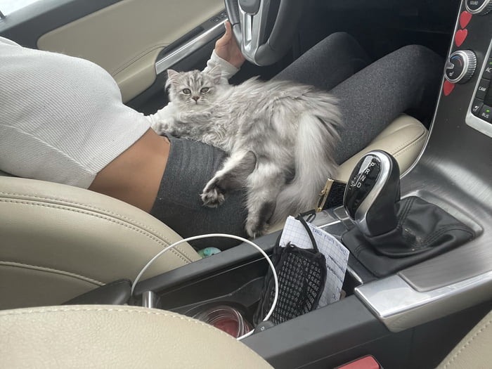 Road kitty wishing you a good day - 9GAG