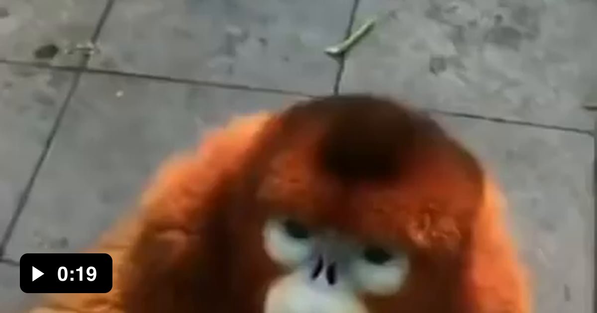 Golden Snub-Nosed Monkey Eating Berries - 9GAG