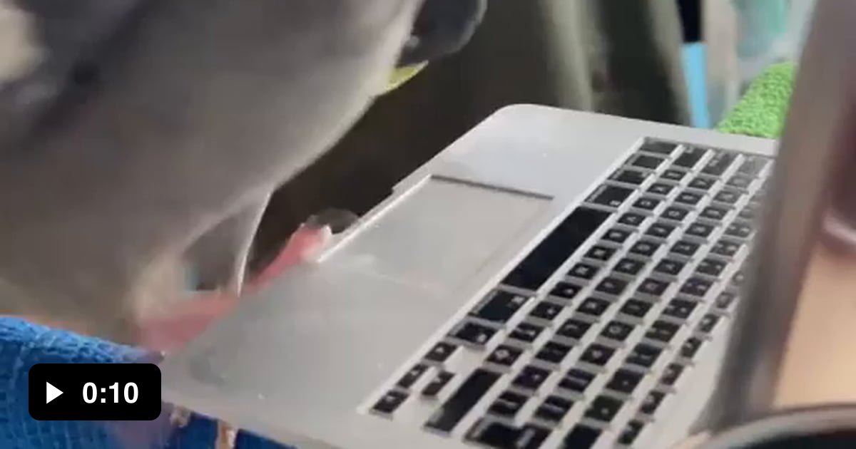 Bird using the laptop? He do be using antivirus protection and two ...