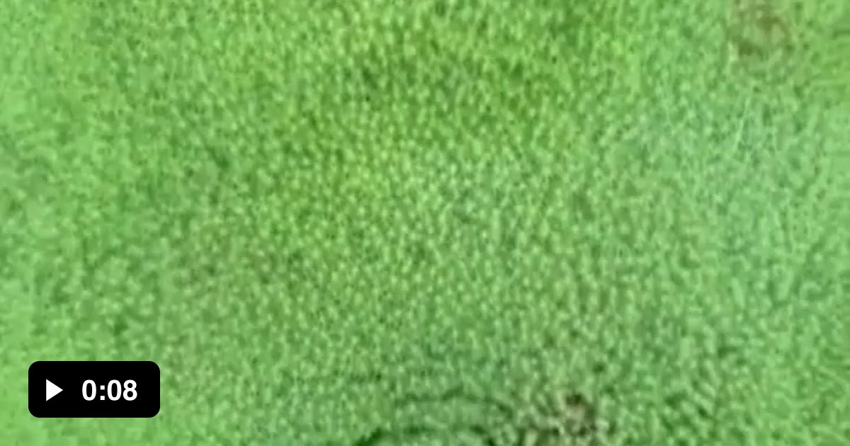 Satisfying green moss walk - 9GAG