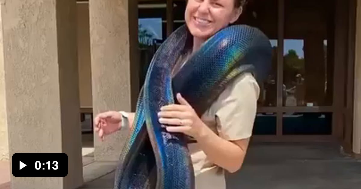 A stunning rainbow python - 9GAG