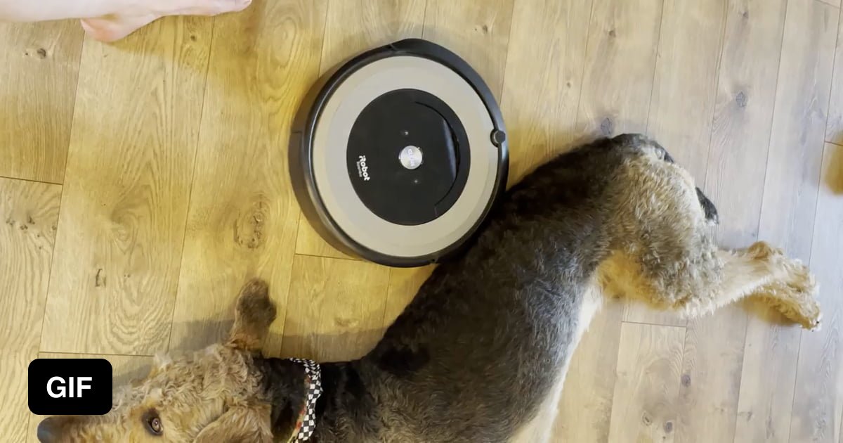 Airedale vs Roomba (aka dead body chalk outline game) - 9GAG