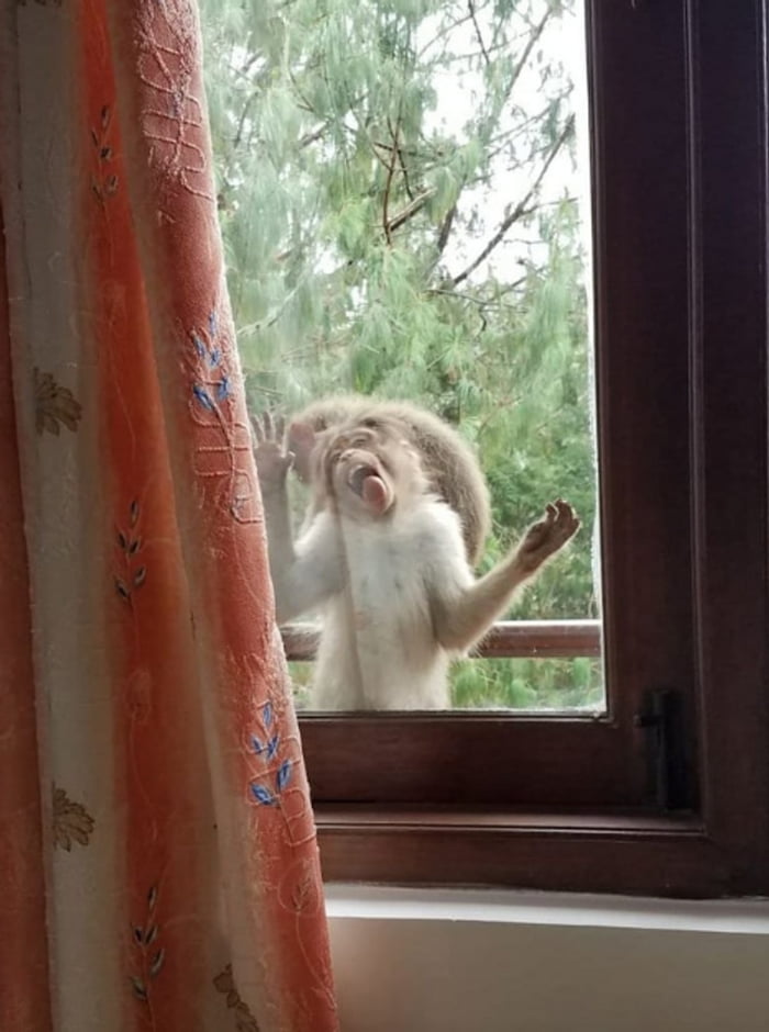 Monkey Derp at the door, India - 9GAG