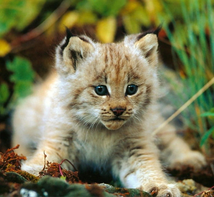 Floofy Lynx cub. - 9GAG