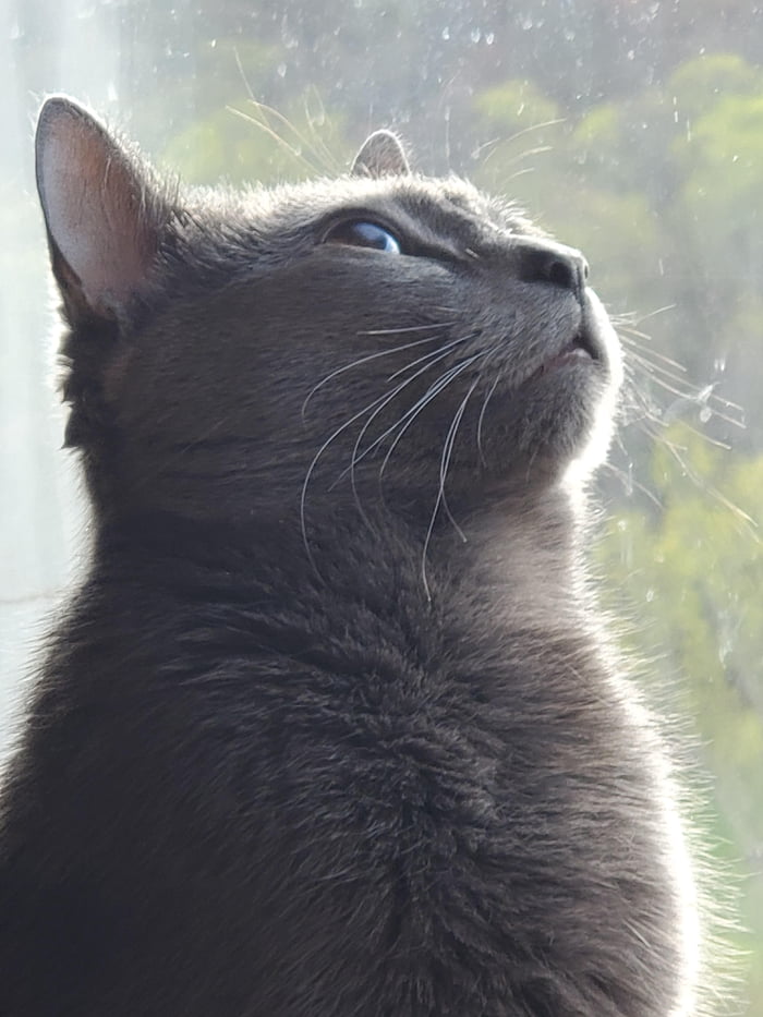 Cat, apex predator - 9GAG