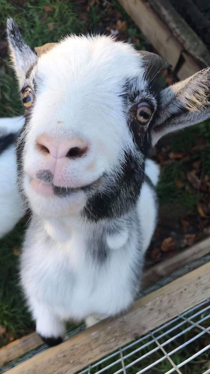Smiling Goat