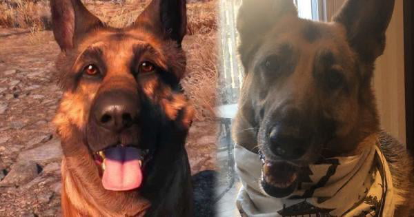 River, who played Dogmeat in Fallout 4 has passed away :( - 9GAG