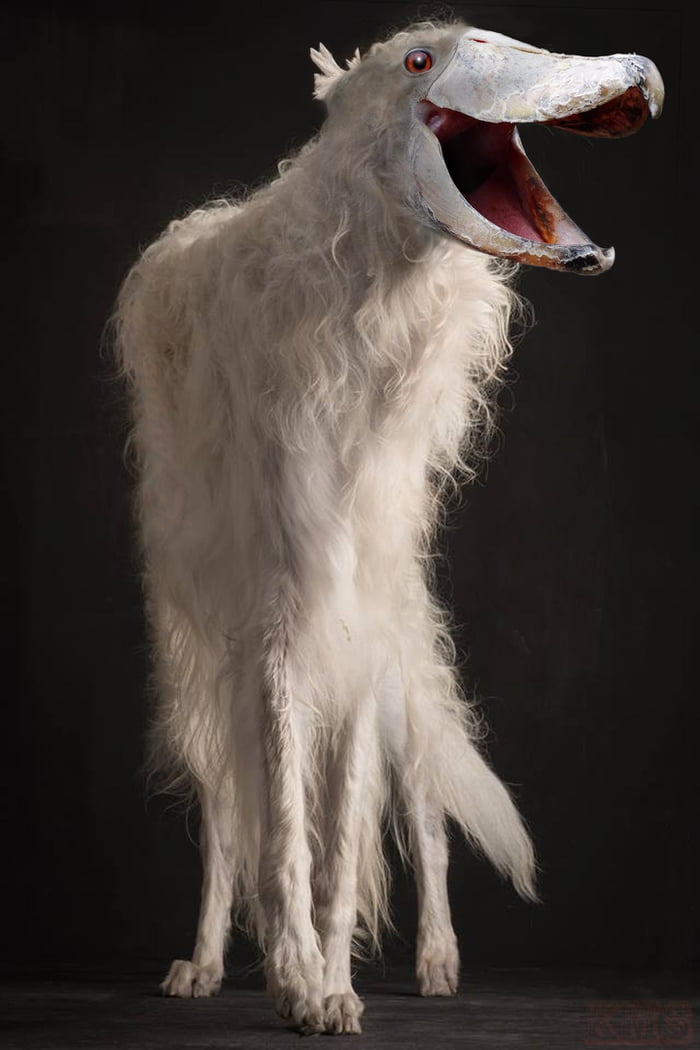 Dork, when Dog and Stork misbehave - 9GAG