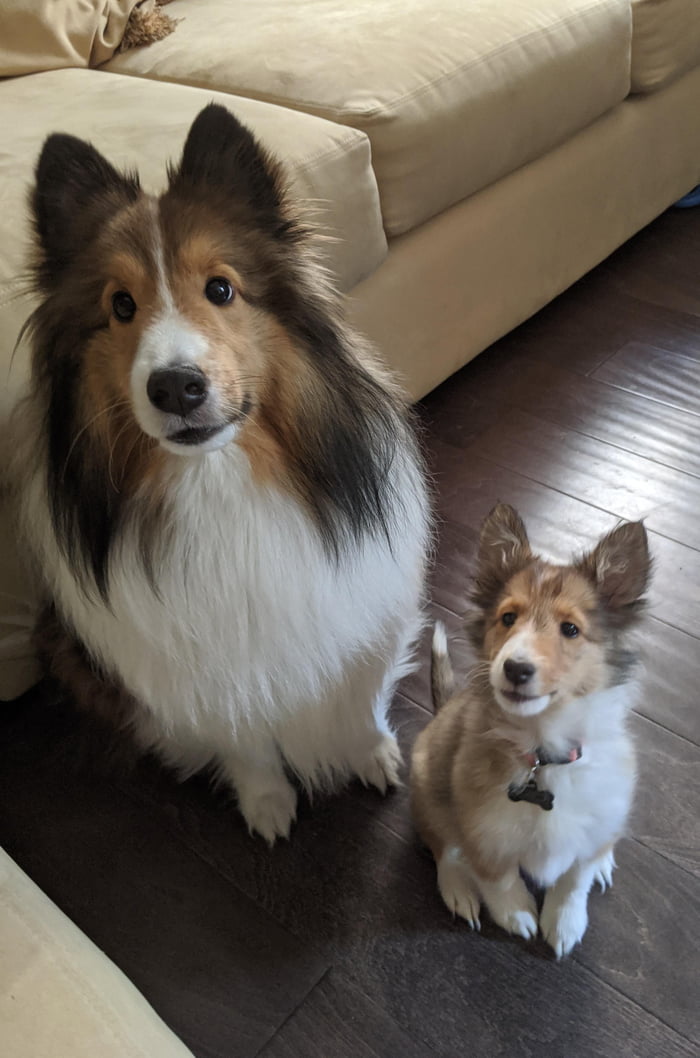Smol girl and fluff boi - 9GAG