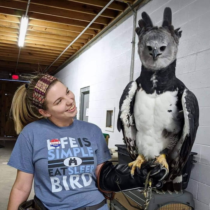 The mystical harpy eagle - 9GAG