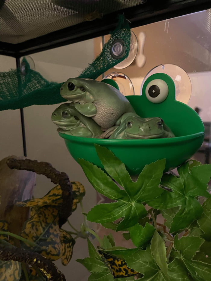 These dumpy tree frogs cuddling in a pile - 9GAG
