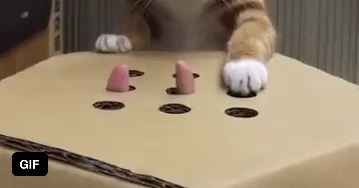 Cat playing whack-a-finger - 9GAG