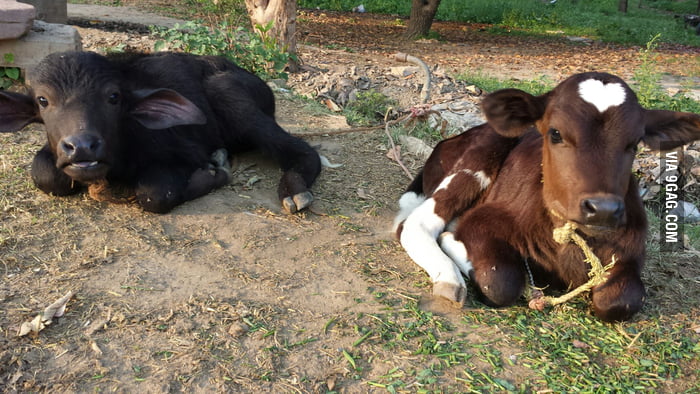 I present to you my cow with a heart on her head, and buffalo - 9GAG