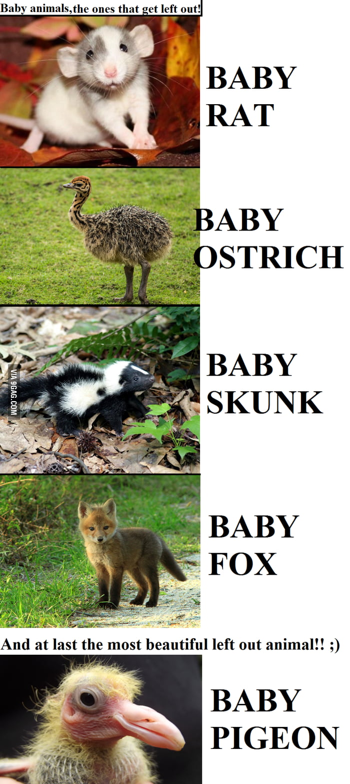 A tribute to the animals we forgot to post about. - 9GAG