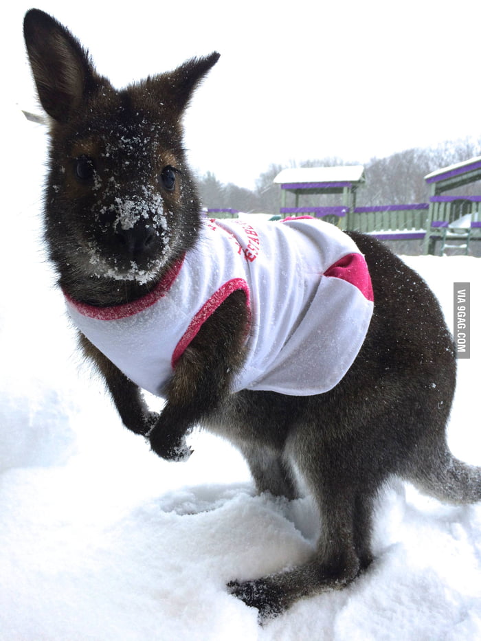 My Wallaby put on her sweater to play in the snow - 9GAG