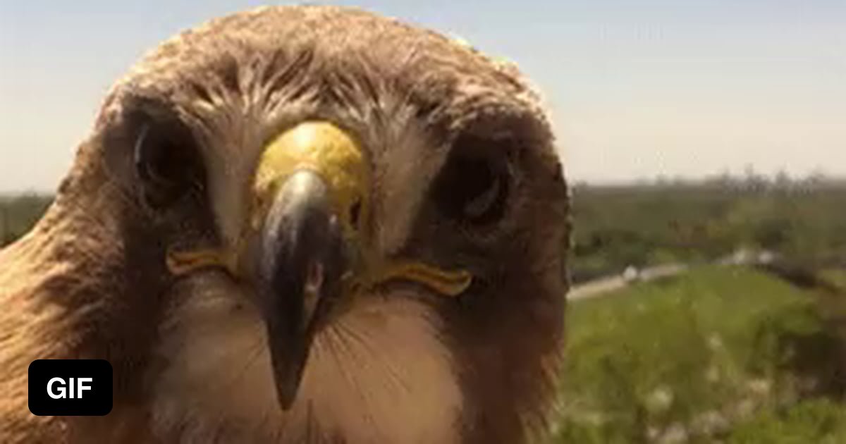Red-tailed Hawk in Austin, Texas. Ruffling his feathers - 9GAG