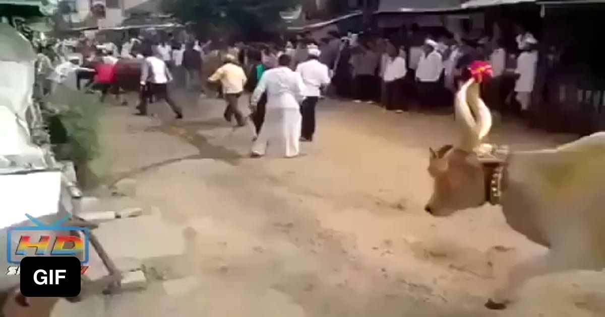 Cow jumps over a man - 9GAG