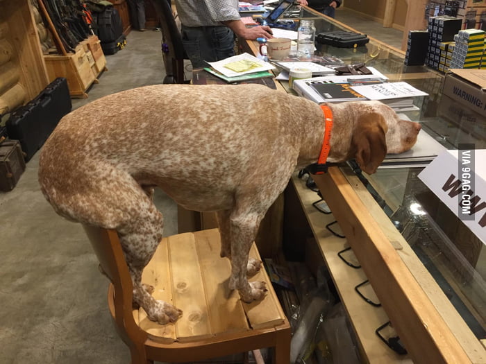 I'd like you to meet our shop dog, Sam. - 9GAG