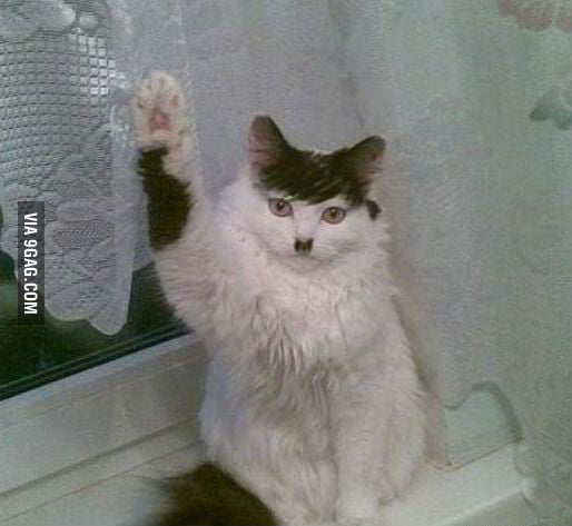 The Nein Lives Kittler ,I have concerns. - 9GAG