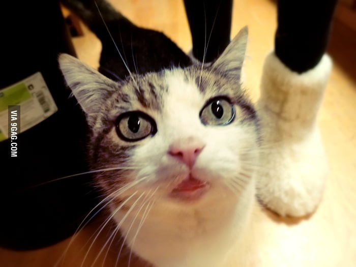 So...here's my derp cat Kitty - 9GAG