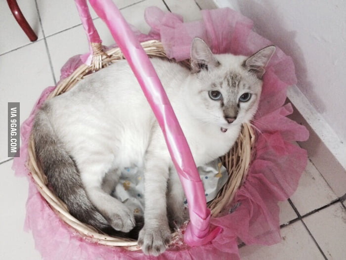 My Cute Pussy 9gag