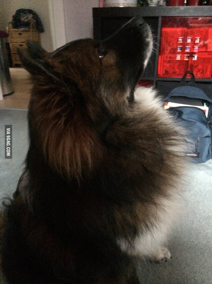 Majestic Chest Floof - 9GAG