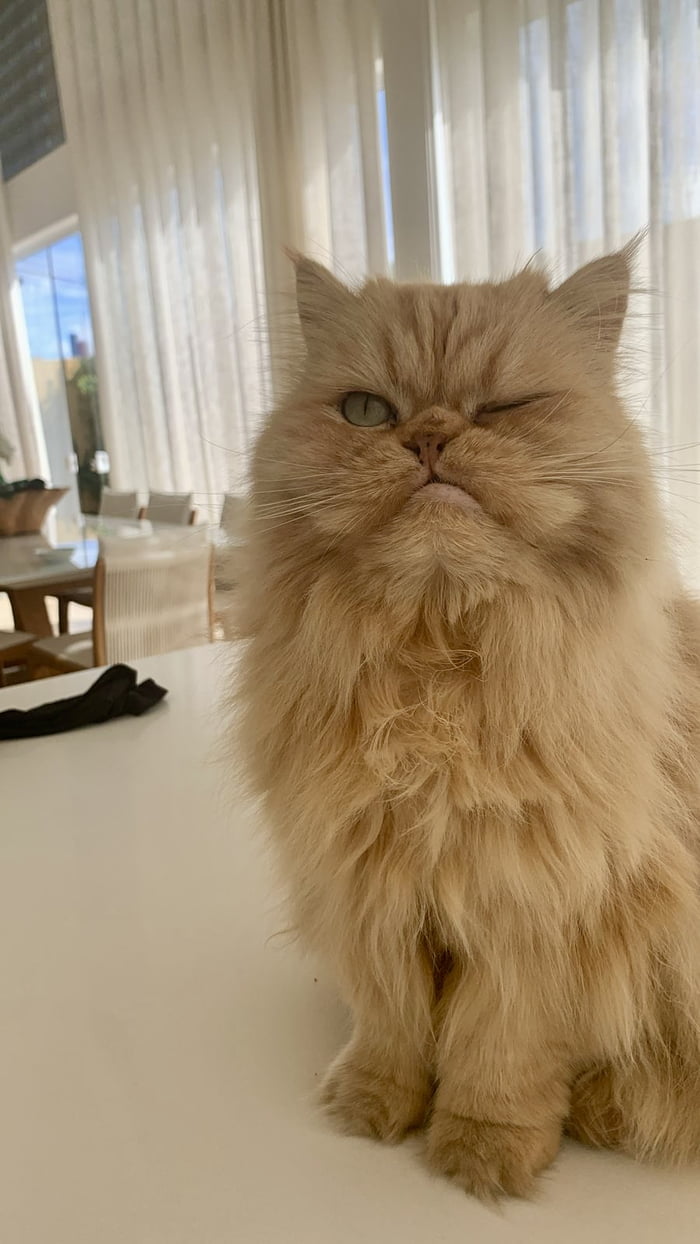 My cat got mad when I asked for a picture to post here. Say hello to Toffee, the grumpy 16 yo ...