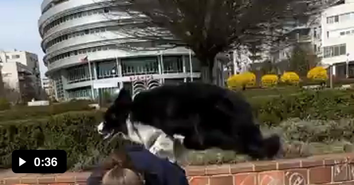 Dog parkour - 9GAG