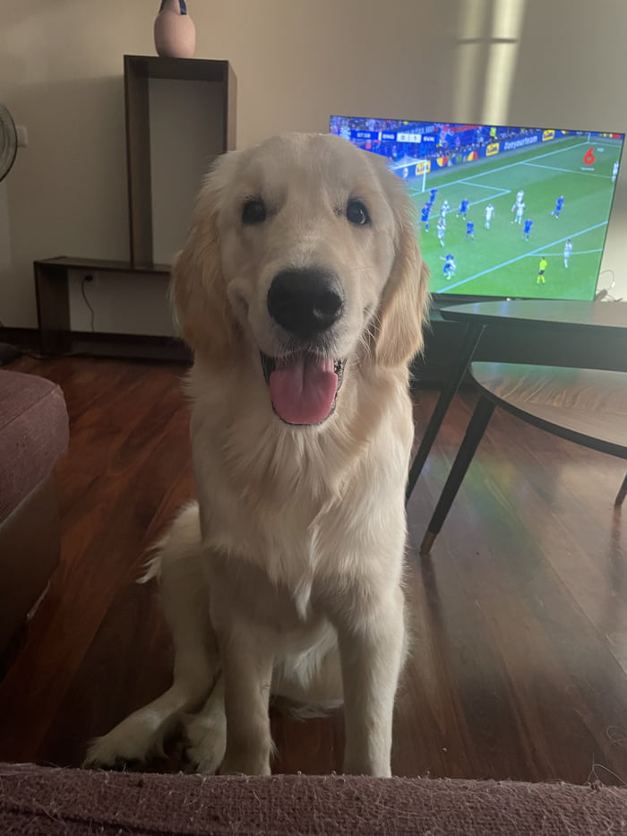 Here’s a very good boi called Sunny - 9GAG
