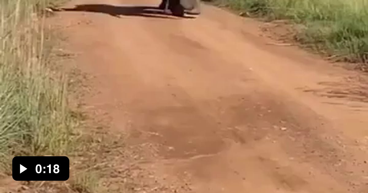 A gentle giant makes his way down the road. - 9GAG