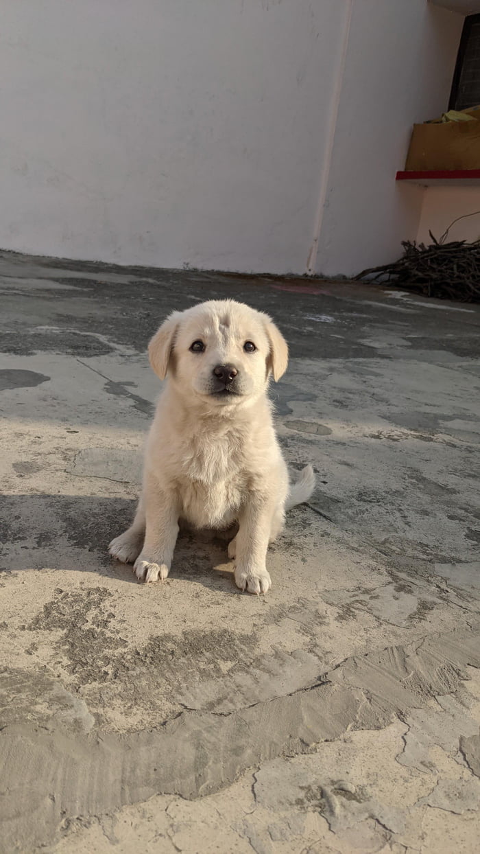 Little miss Phoebe - 9GAG