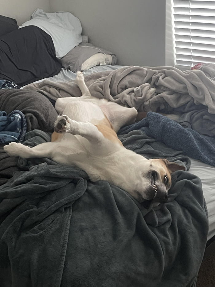 When you find that perfect spot on the bed. - 9GAG