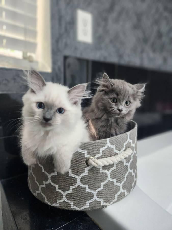 Just kitten! 🤗 - 9GAG