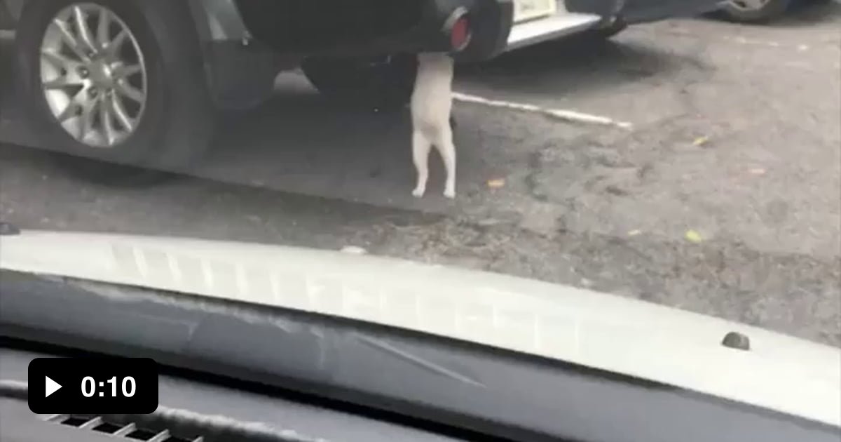 Just doing a quick inspection under the hood... or the bumper? - 9GAG