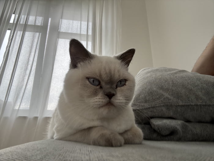 Adopted kitty - 9GAG