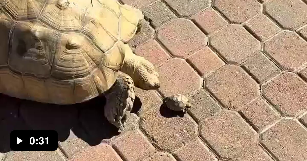 16 year old Tortoise Mom and her 1 month old baby - 9GAG