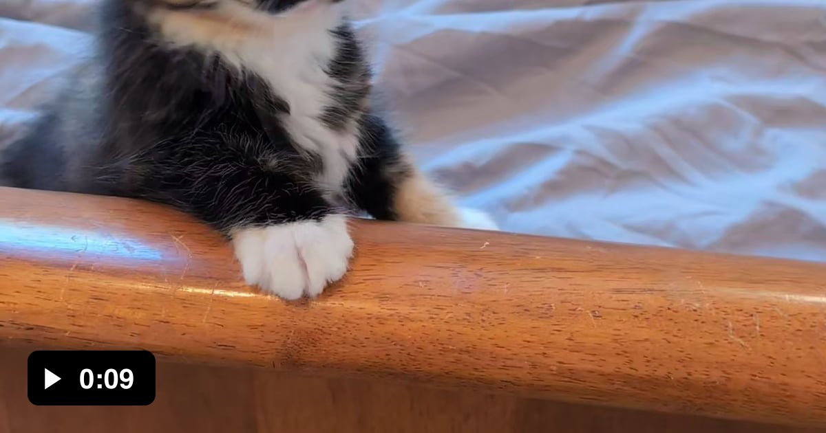 Bandit (or Bandy as she's known at home) is the daughter of King Cheebs ...