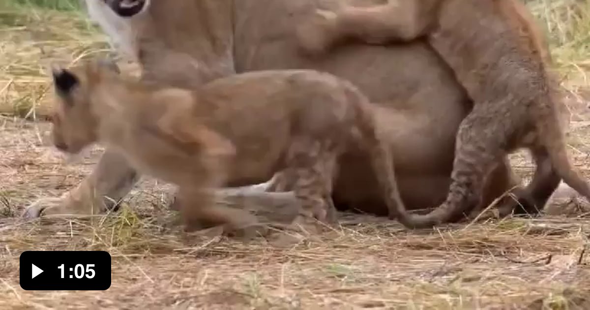 The little lion cub's playful attacks on its mom are adorable, showcasing its natural instincts ...