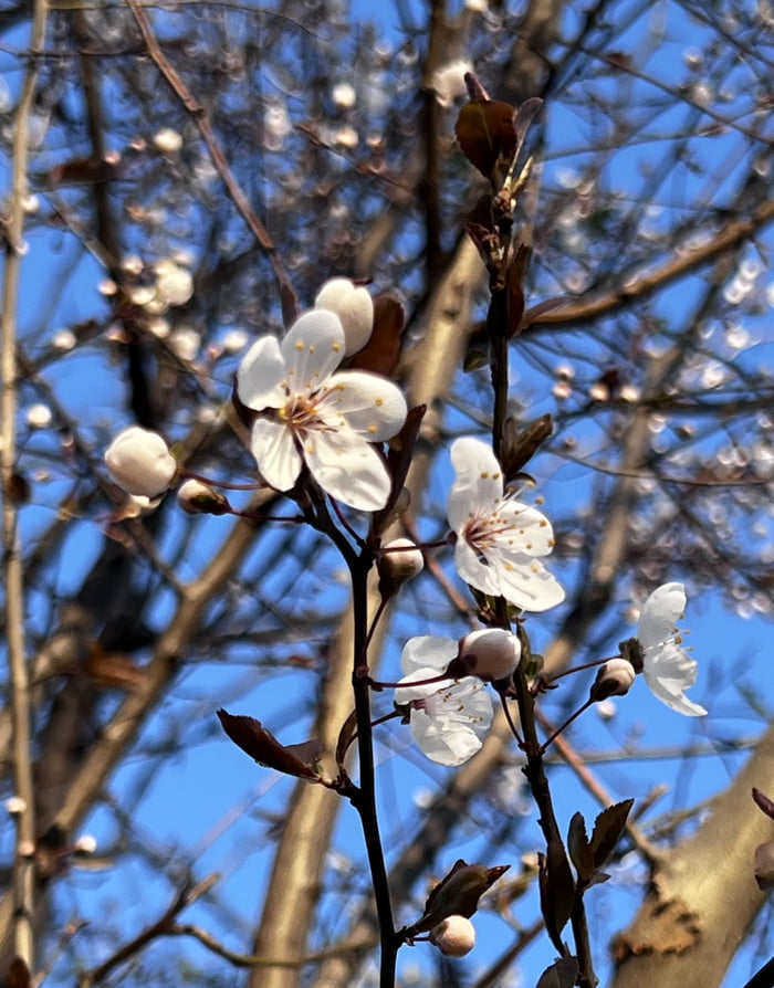 Just some non-bot generated flower pic, enjoy - 9GAG