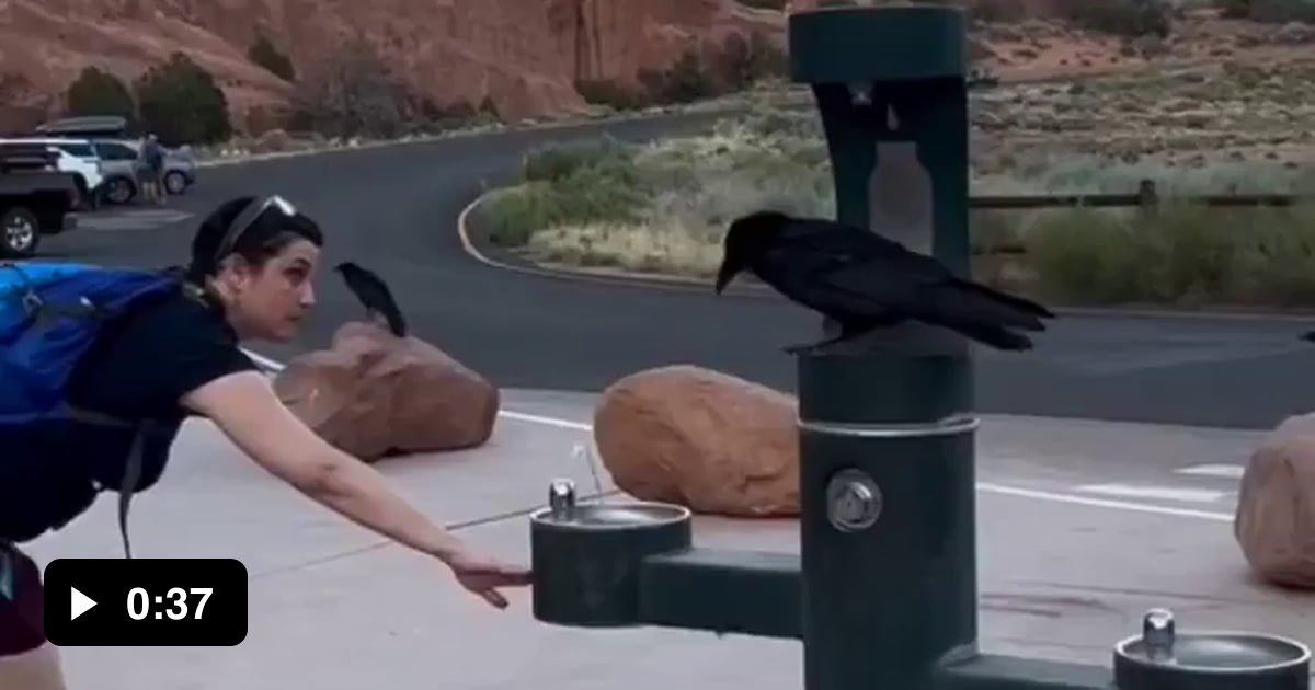 This smart crow knows how to get a drink from the fountain - 9GAG