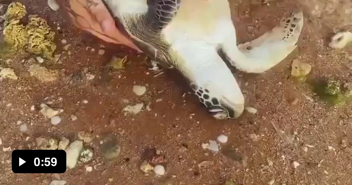 This kind man brought a turtle back to life using CPR method. - 9GAG