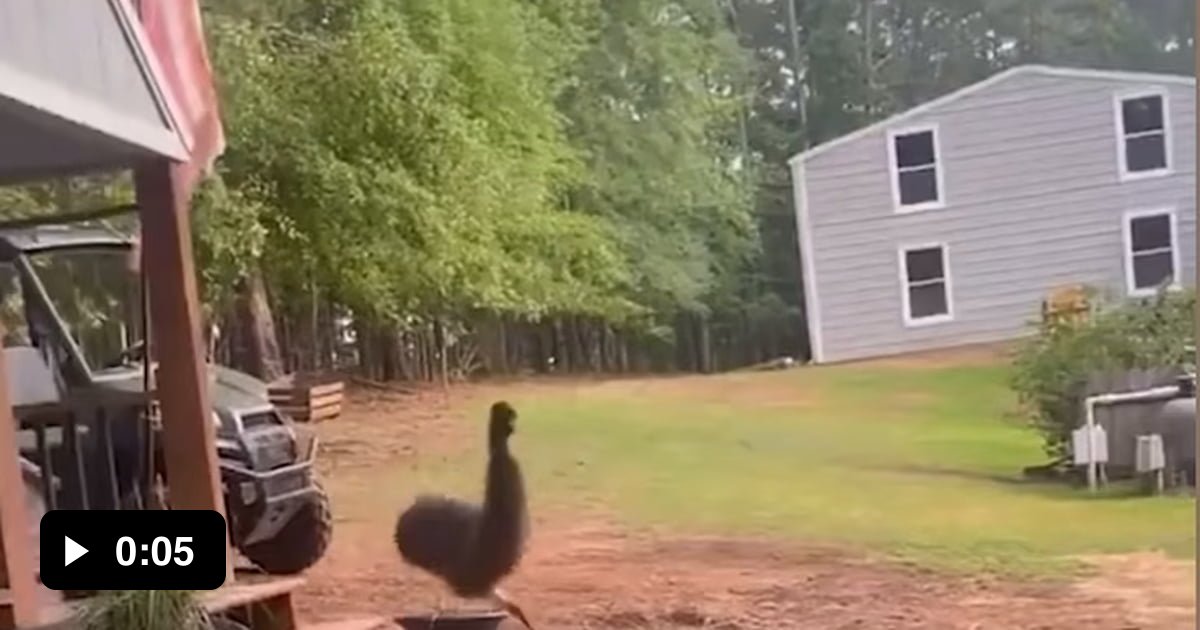 Nothing getting past that doggo - 9GAG