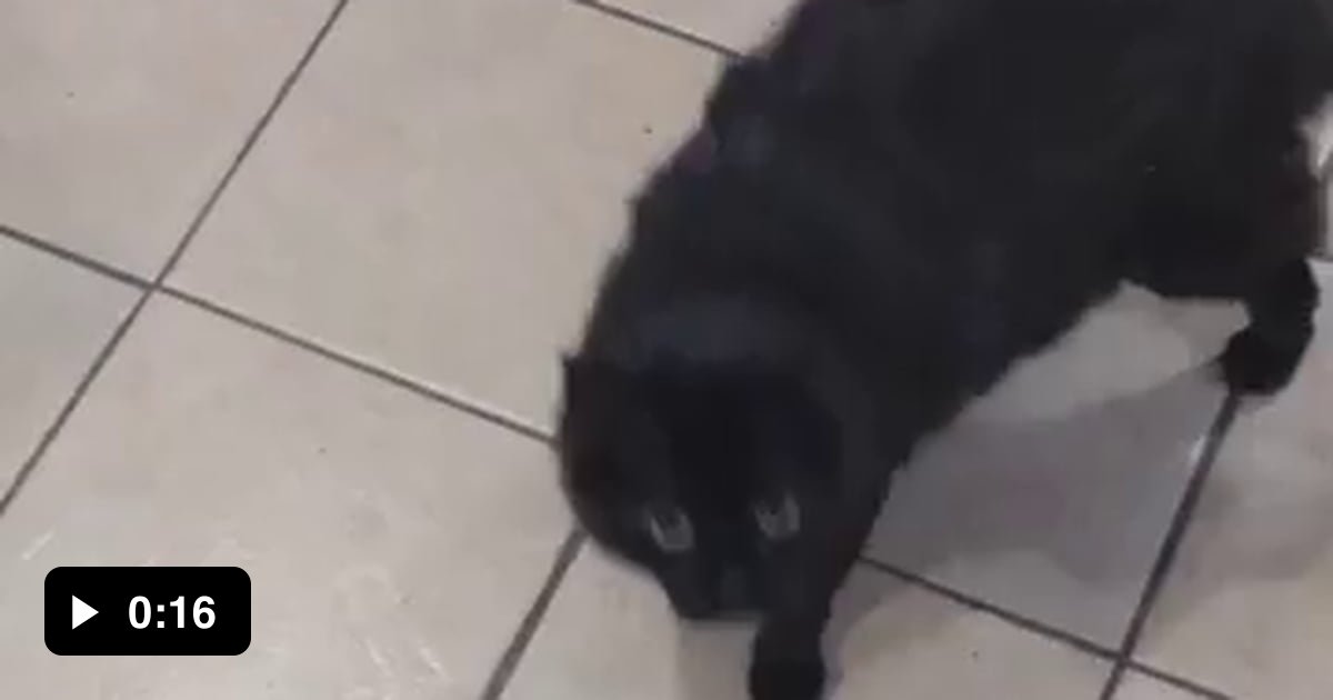 He catches treats with his paws - 9GAG
