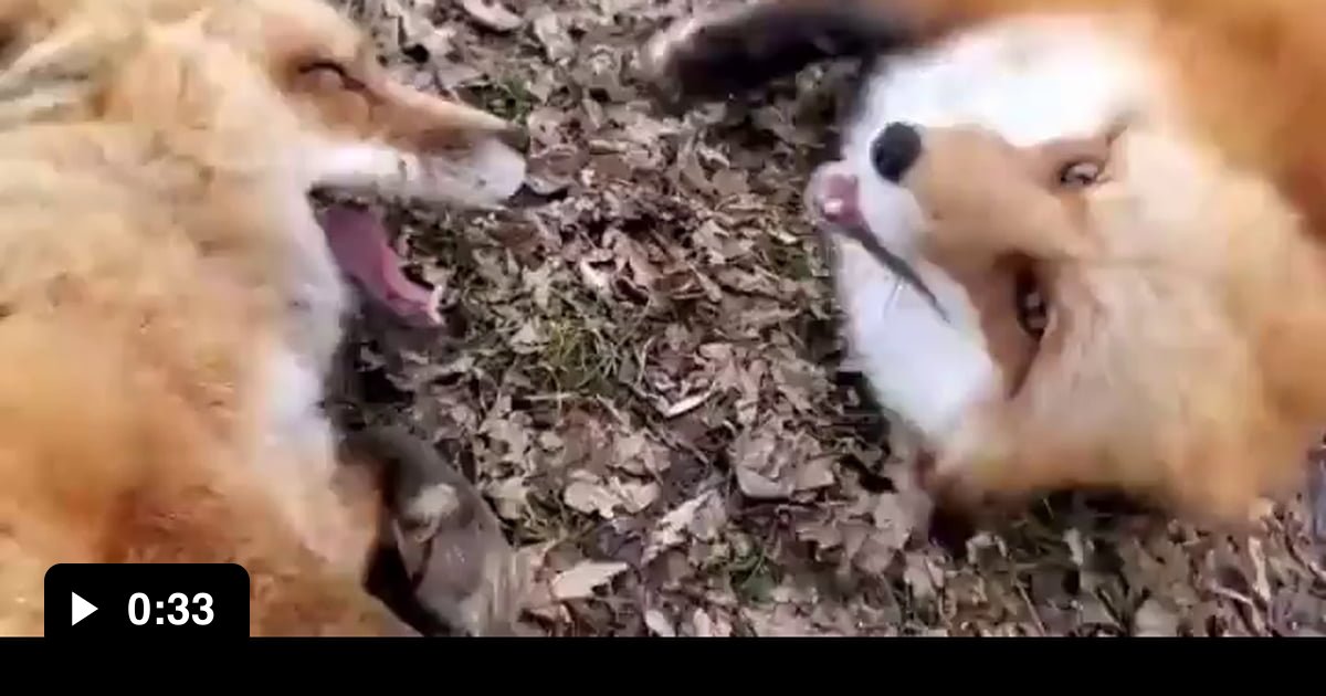 A couple of foxes laughing their hearts out. - 9GAG