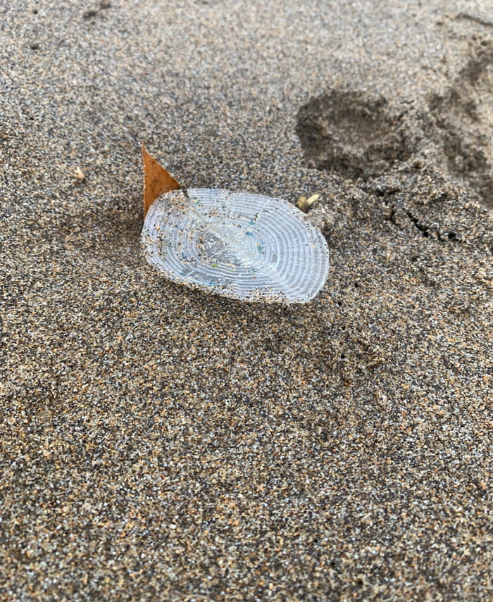 What is this? Looks like a part of a shell out of plastic. But there ...