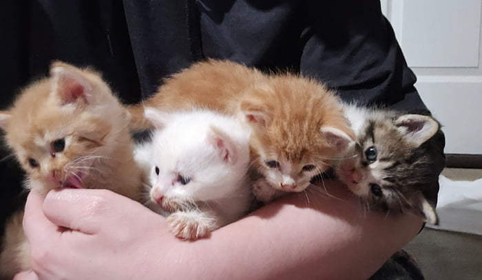 First time fostering so smol - 9GAG