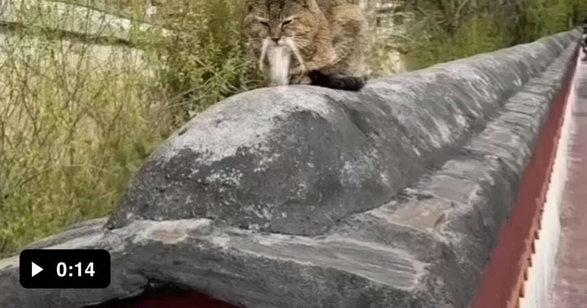 Master meowfu - 9GAG